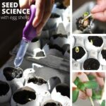 A Dozen Ways to Study Seeds with STEM Experiments - stlMotherhood