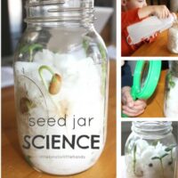 A Dozen Ways to Study Seeds with STEM Experiments - stlMotherhood