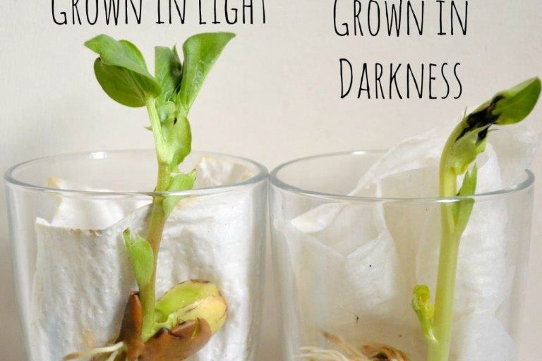 A Dozen Ways to Study Seeds with STEM Experiments - stlMotherhood