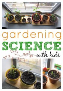 A Dozen Ways to Study Seeds with STEM Experiments - stlMotherhood