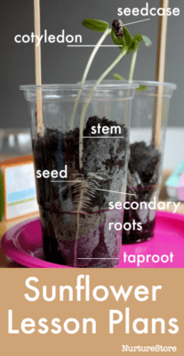 A Dozen Ways to Study Seeds with STEM Experiments - stlMotherhood