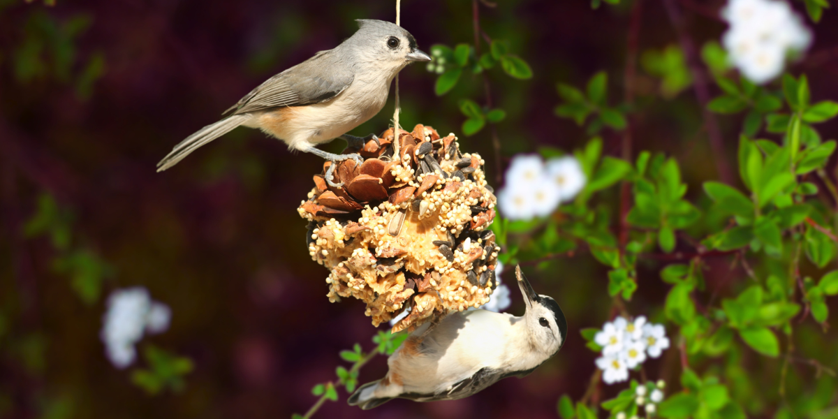 Make a Pinecone Bird Feeder - stlMotherhood